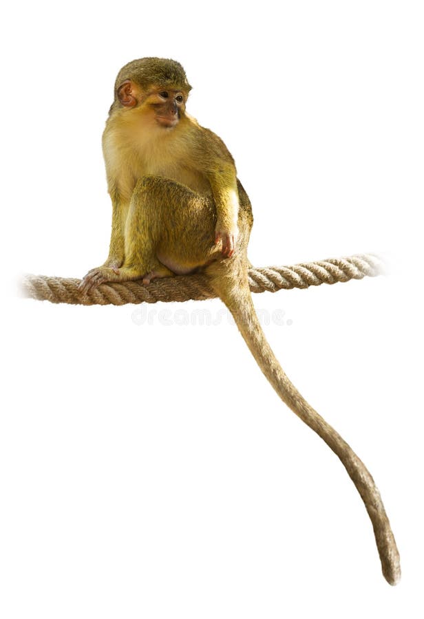Angolan talapoin stock image. Image of miopithecus, primate - 29685519