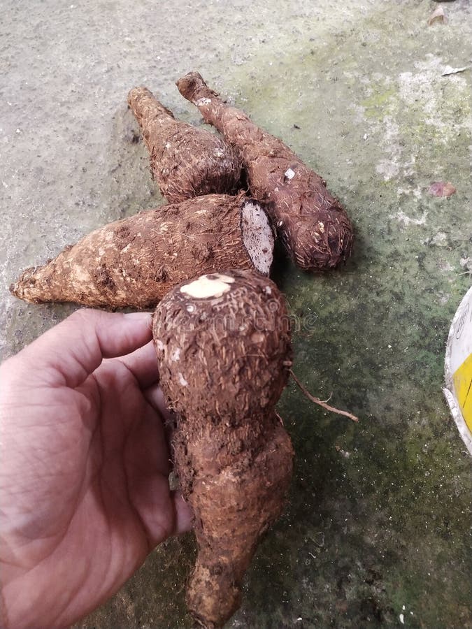 Talas is Delicious Food Material from Java Indonesia Stock Image ...