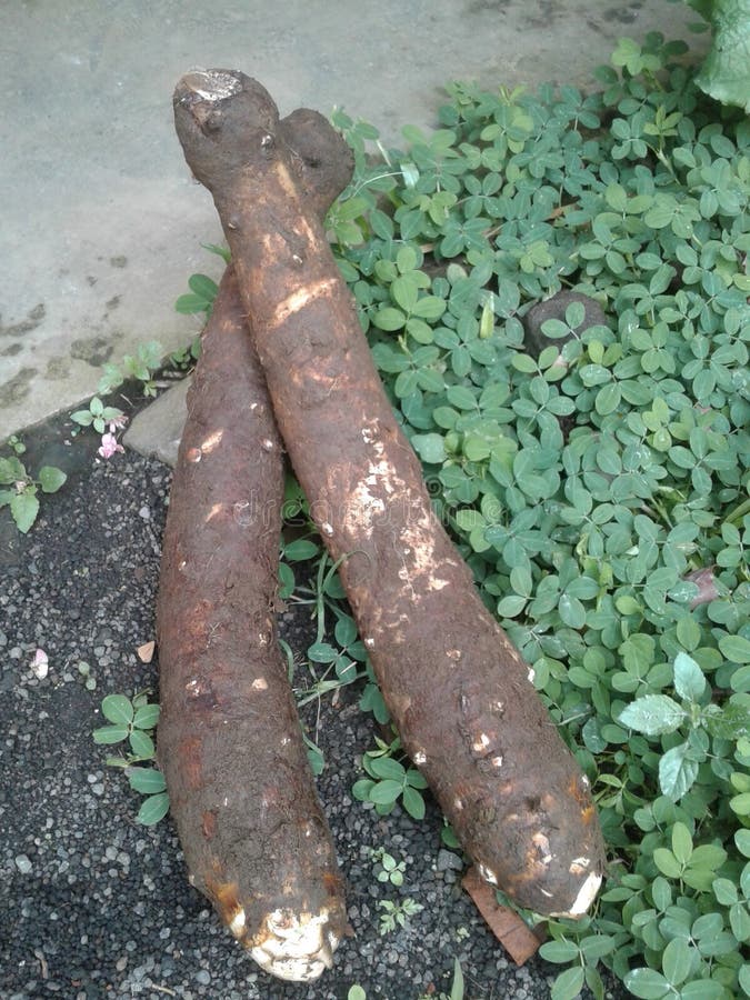 Talas taro stock image. Image of produce, flower, potatoes - 260614579