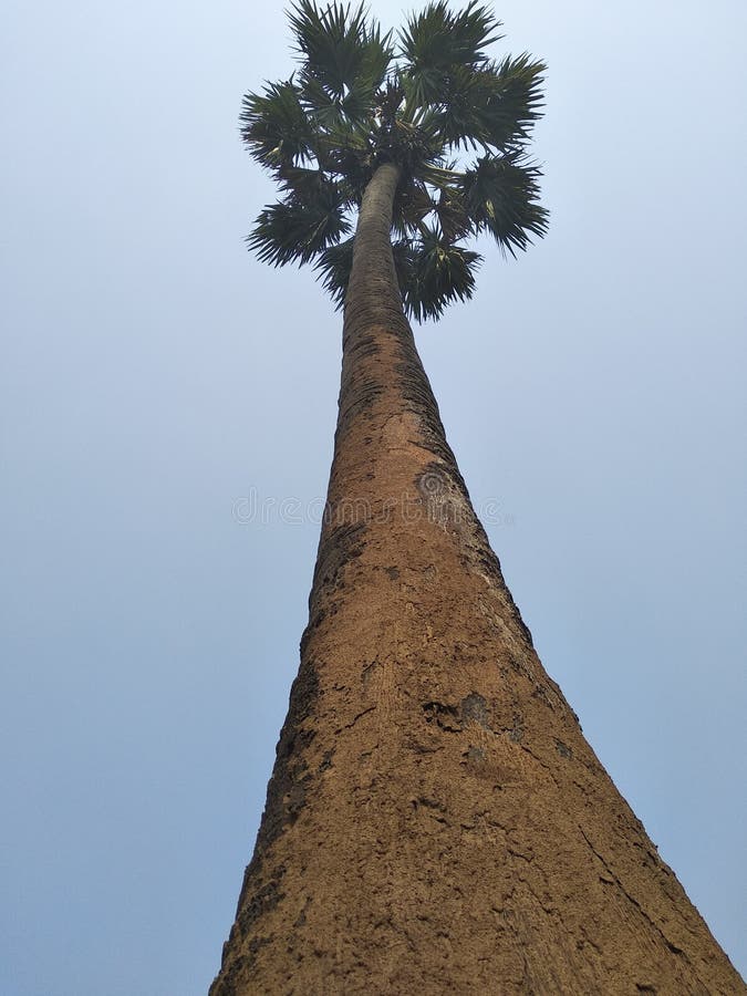 Taad tree stock image. Image of india, oct20, talasari - 129406407