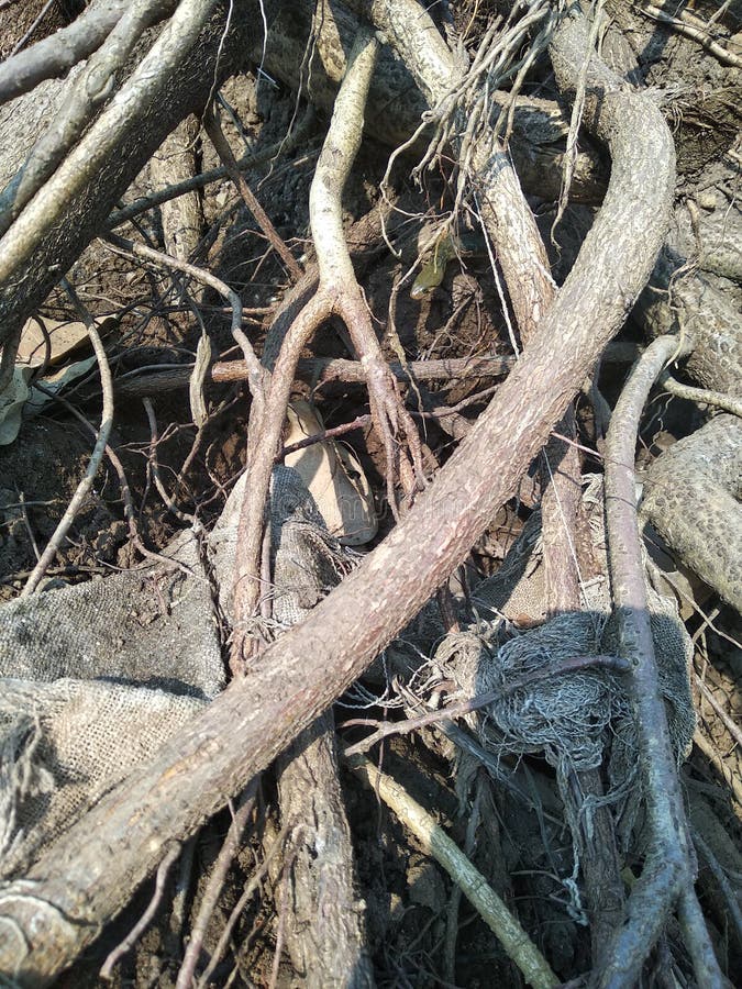 361 Root Snake Photos - Free & Royalty-Free Stock Photos from Dreamstime