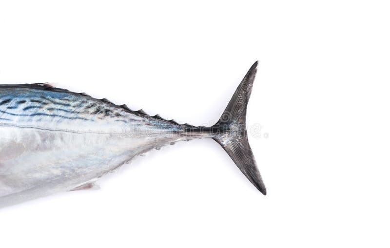 Tale of Raw Fish, Bonito, on White Stock Image - Image of bonito ...