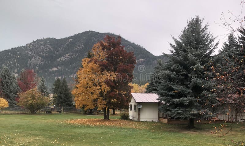 Tale of Two Trees Growing Together Stock Image - Image of change ...