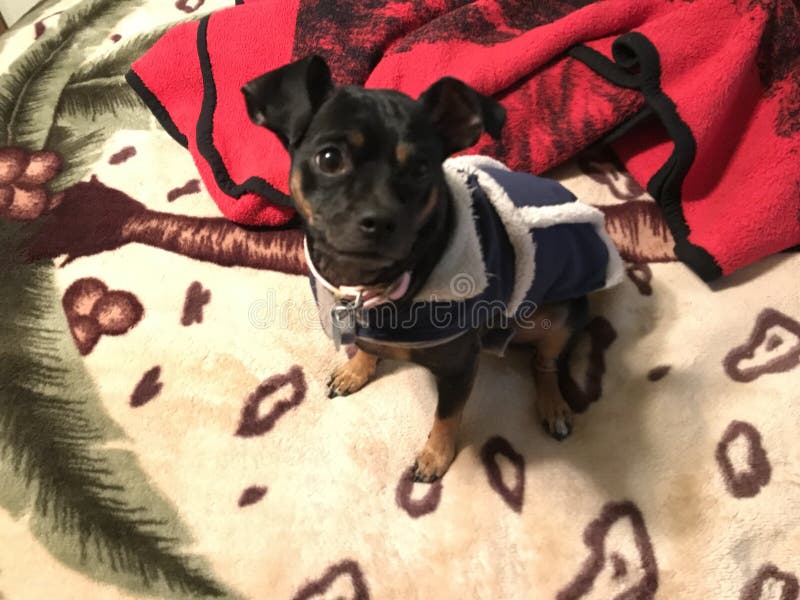 Tali stock image. Image of cuddles, jacket, tali, happy - 128724575