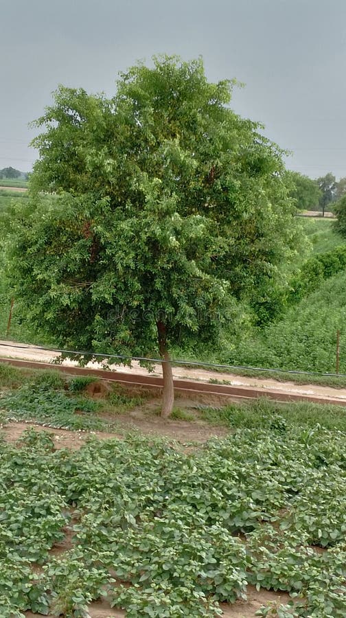 Tali Tree is a Tree in India Which is Found in Rajasthan, India, Which ...