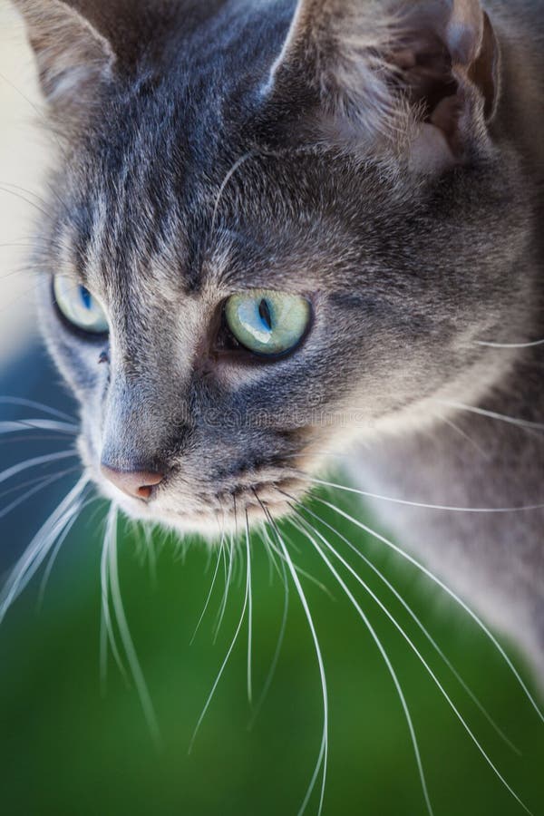 Talia stock image. Image of bird, talia, watching, eyes - 44141887