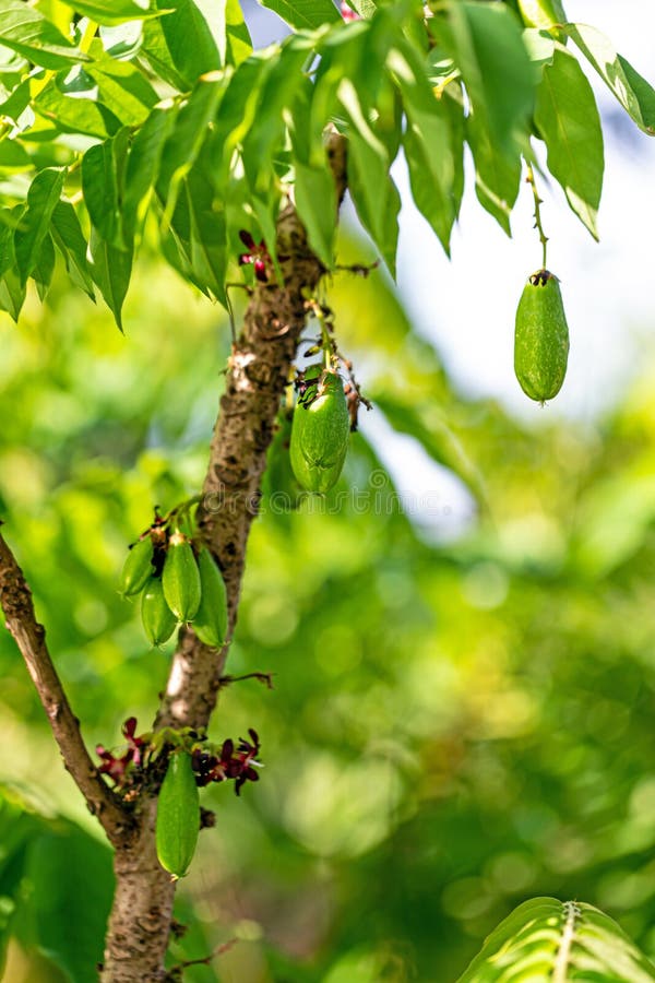 Taling pling fruit stock image. Image of fruit, floral - 247829475