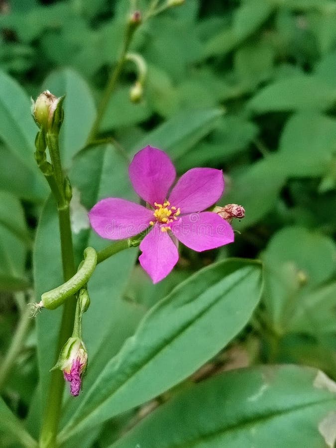 Talinum Paniculatum As Known Java Ginseng Photo Stock Photo - Image of ...