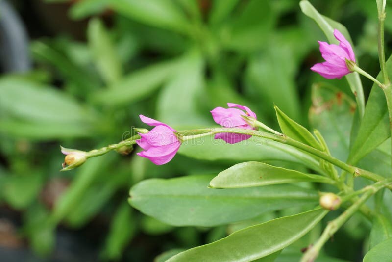 Talinum Paniculatum Fame Flower, Jewels Of Opar, Pink Baby`s Breath ...