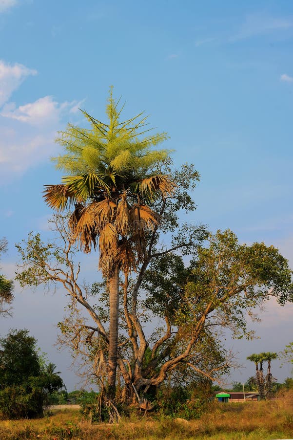 Palma de Talipot imagen de archivo. Imagen de turismo - 101540871