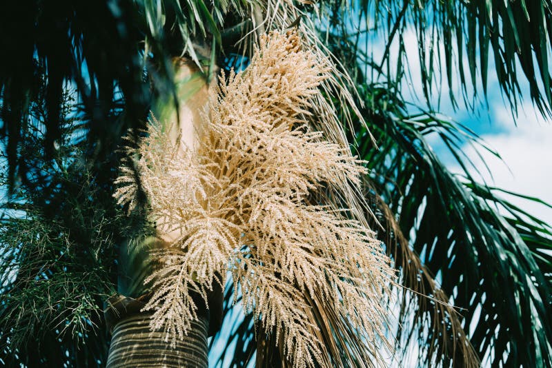 Talipot Palm& X28;Corypha Umbraculifera& X29; on a Tree Branch Stock ...