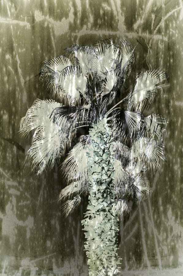 Talipot palm at winter stock image. Image of area, winter - 197358755