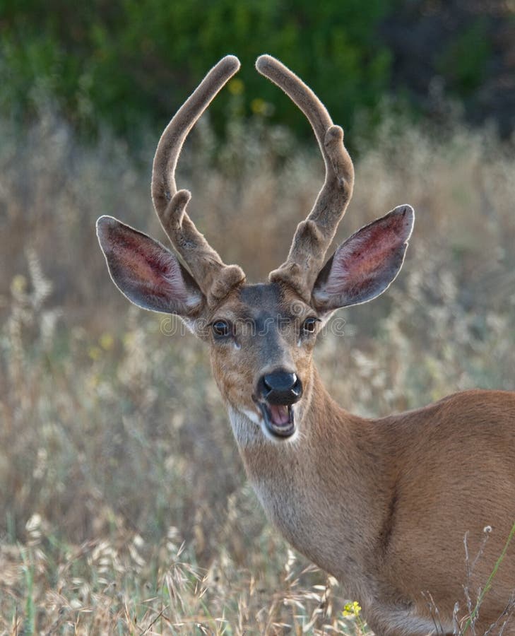 Black-tailed deer stock image. Image of wild, buck, artiodactyla - 20928725