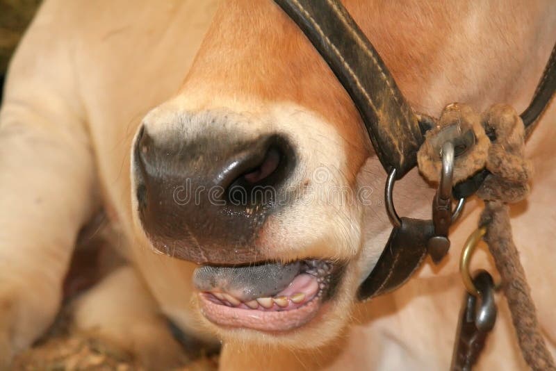 Bull Picture. Image: 8927017