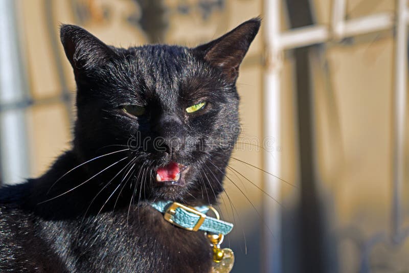Black cat vocalizing stock photo. Image of open, coloration - 224879368