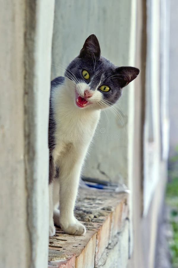 Talking cat stock photo. Image of meowing, face, animals - 387206