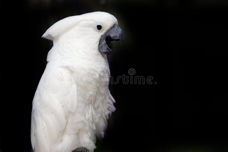 Talking Parrot stock image. Image of pets, beak, staring - 5044767