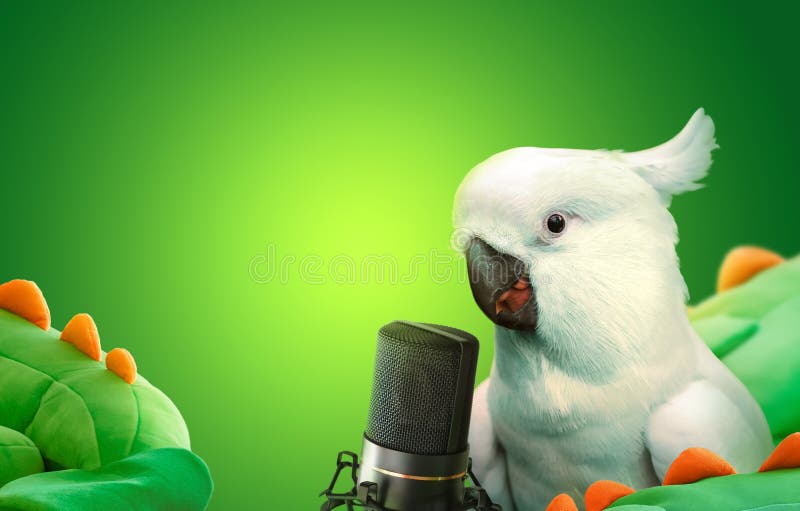 Talking Cockatoo Parrot with a Microphone Stock Photo - Image of ...