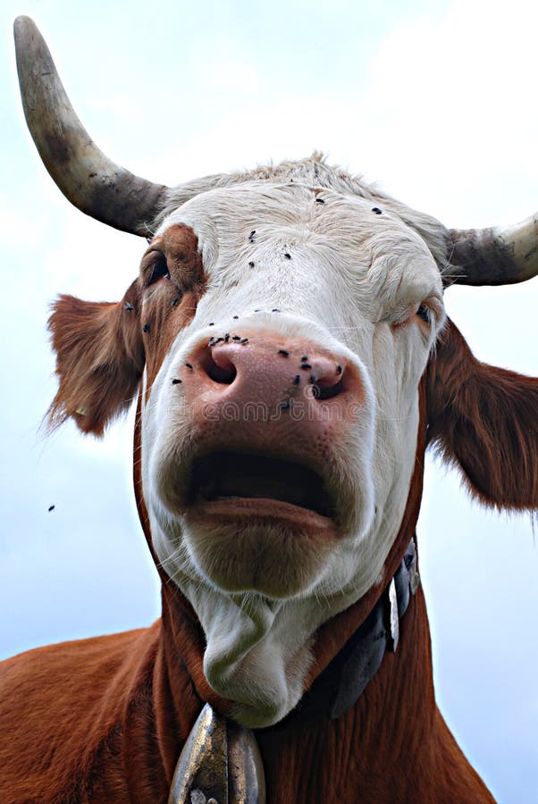 Talking cow stock photo. Image of nose, animal, open, mouth - 2937120