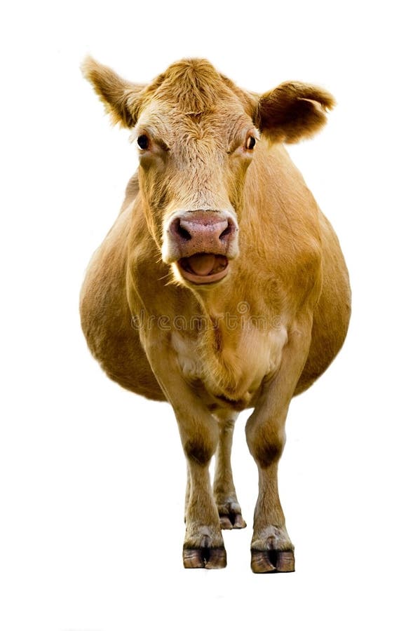 Talking cow stock photo. Image of nose, blaring, animal - 2937120