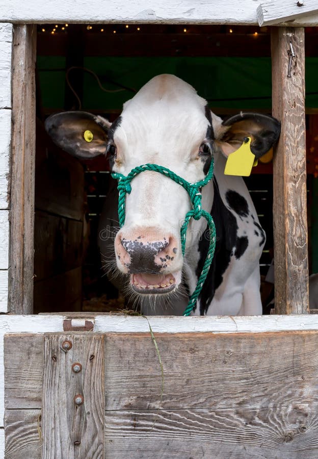 Talking cow stock photo. Image of nose, blaring, animal - 2937120