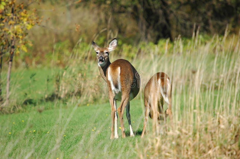 Talking deer stock photo. Image of fields, meadow, forest - 395612