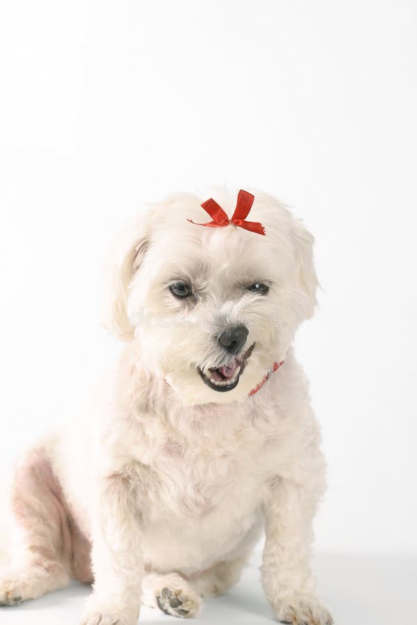 Talking Dog?? stock photo. Image of maltese, expression - 489034