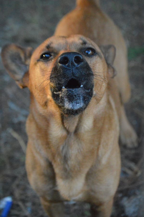 Talking dog stock photo. Image of feels, driveway, boots - 102373468