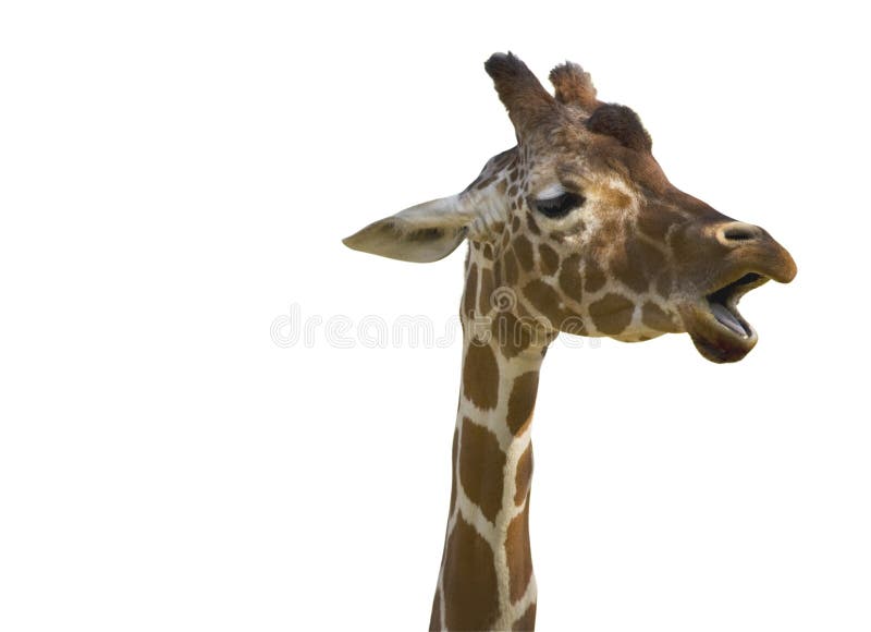 Talking Giraffe with path stock photo. Image of speak - 5003748