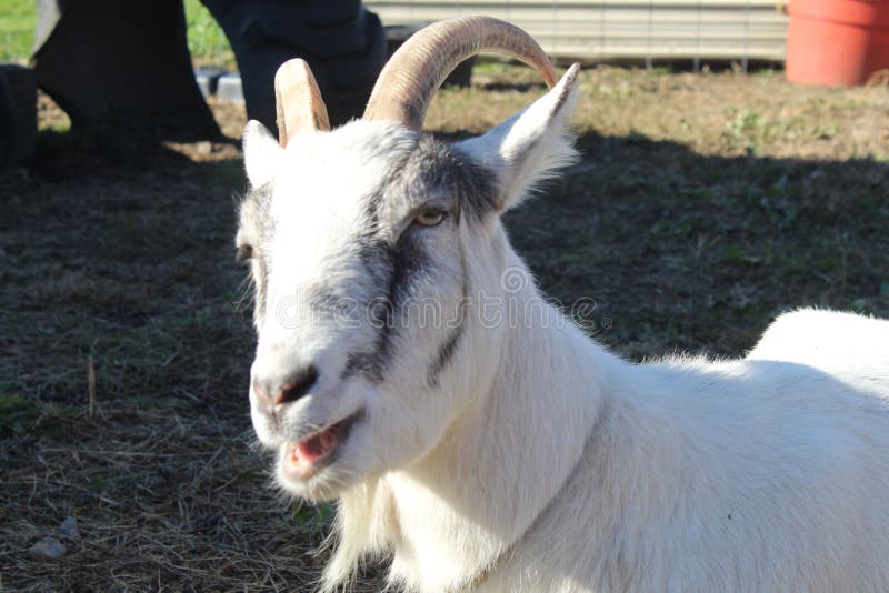 Talking goat stock image. Image of beauty, america, farmlife - 201350487