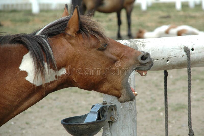 Talking horse stock photo. Image of domestic, brown, countryside - 1868952