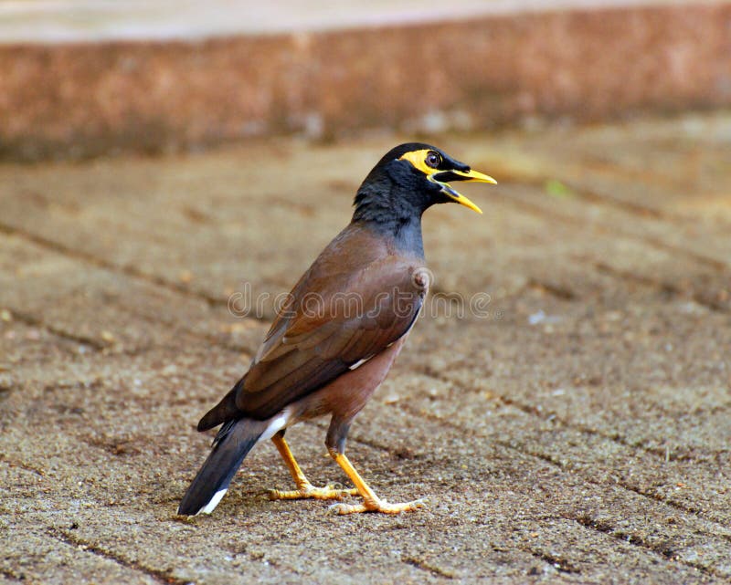 Talking Mynah stock photo. Image of flight, shiny, solitary - 8270388