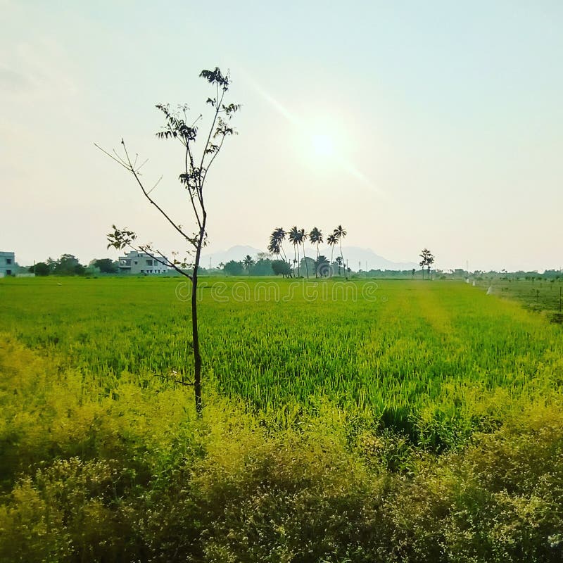 Talking with Nature it Respond by Its Correct Way Stock Image - Image ...