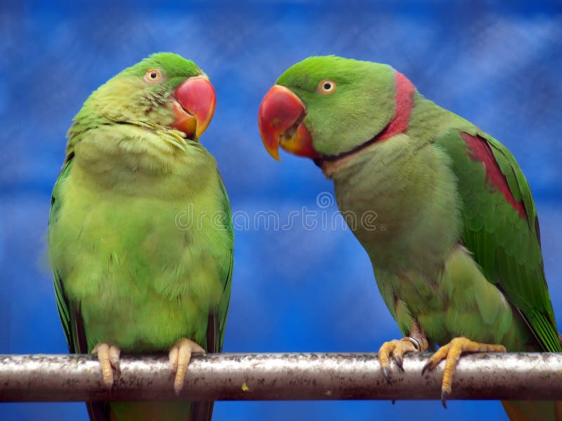 Talking parrot stock photo. Image of blue, nature, green - 13719476