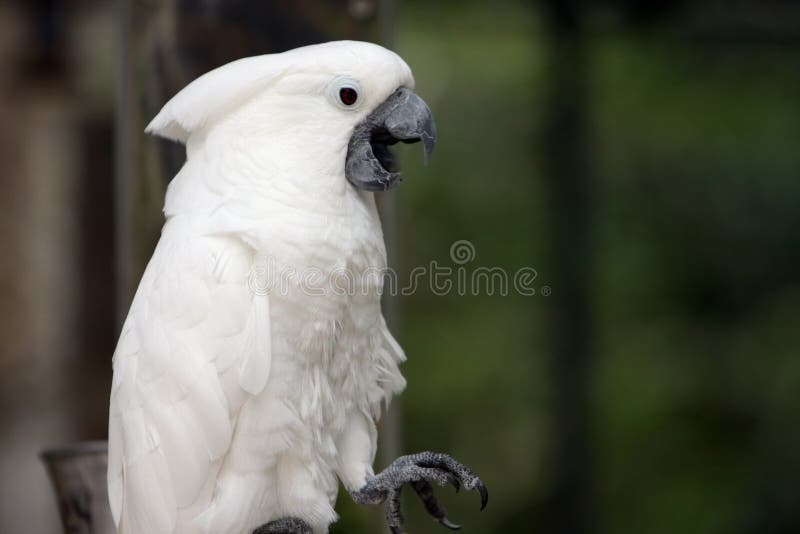 Talking Parrot stock image. Image of pets, beak, staring - 5044767