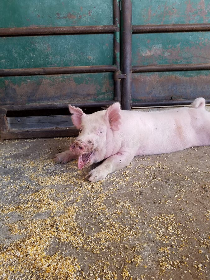 Talking pig stock photo. Image of yawning, talking, happy - 159521768