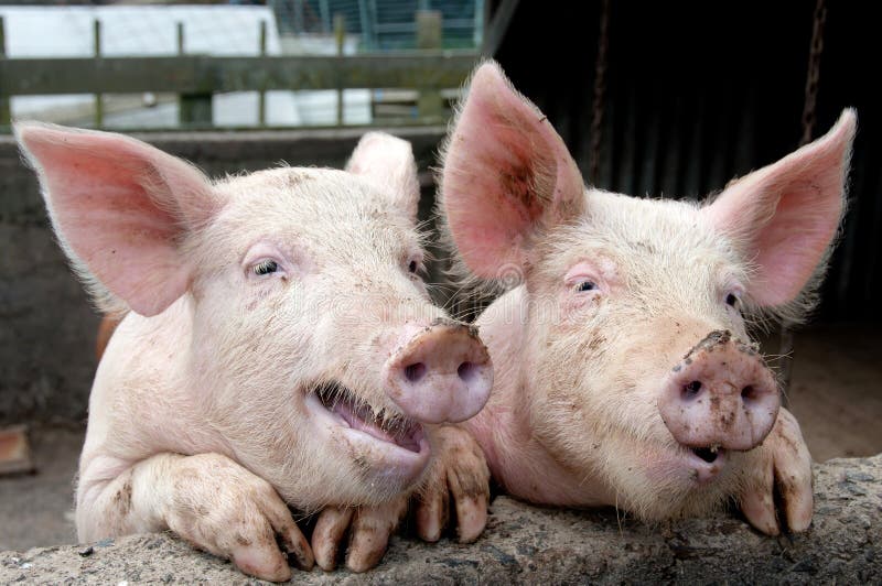 Talking pigs stock image. Image of dirty, funny, animal - 23748431