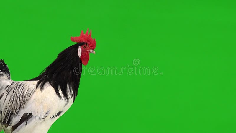Talking Rooster on Green Screen. Stock Footage - Video of backdrop ...