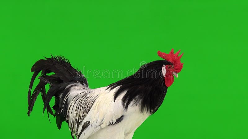Talking Rooster on Green Screen. Stock Video - Video of backdrop ...