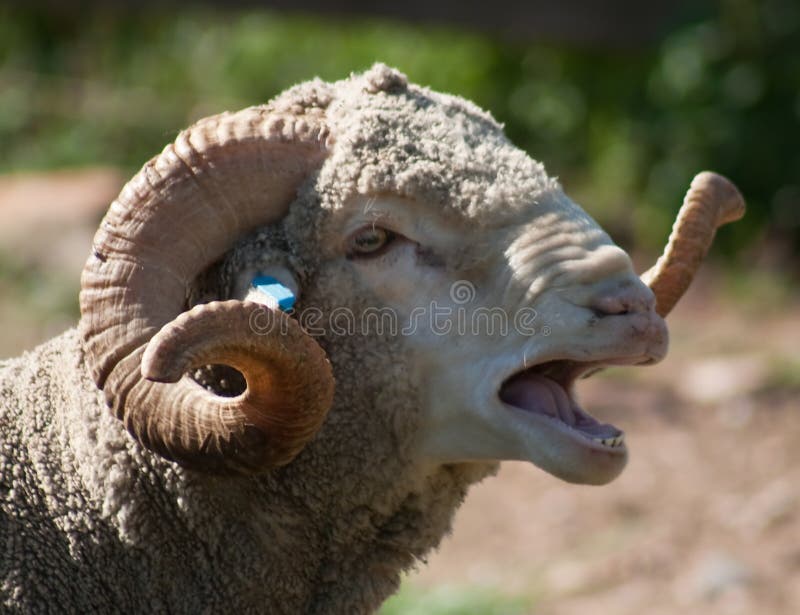 Sheep Talking stock photo. Image of closeup, crevaces - 63322634
