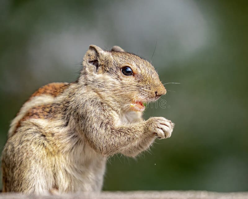 A talking Squirrel stock image. Image of eyes, grass - 291150151