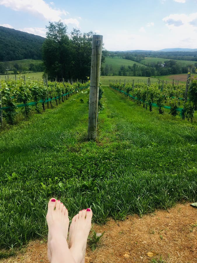 Talking to Grapes stock photo. Image of talking, food - 119666282