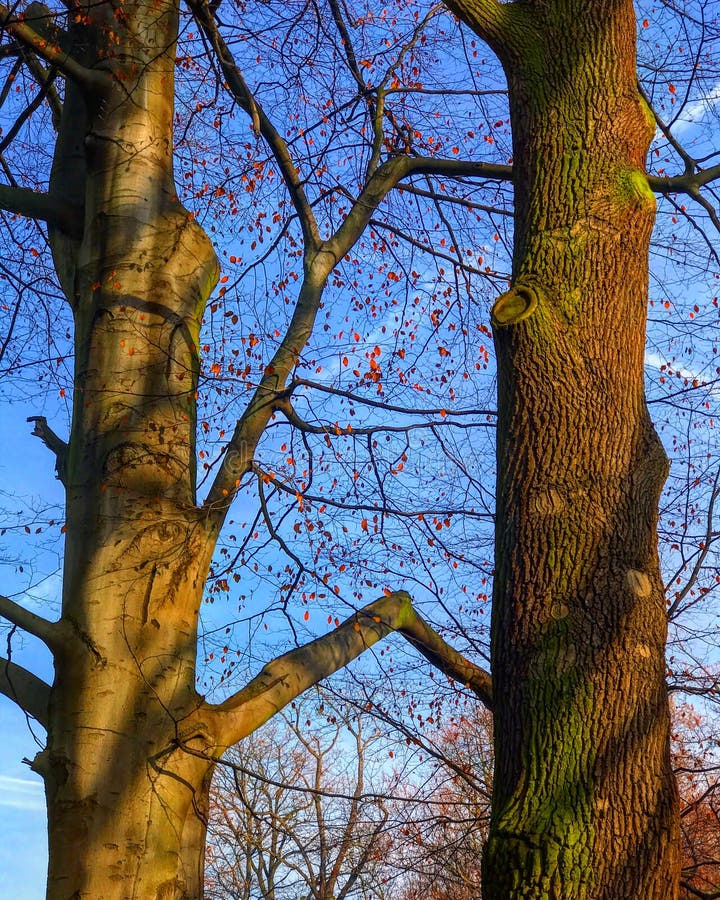 Talking Trees- Standing Close To Each Other Stock Image - Image of ...