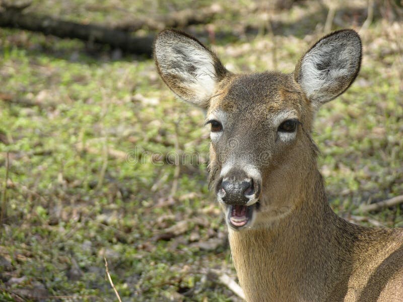 Talking Whitetail Deer stock image. Image of ears, male - 39508373