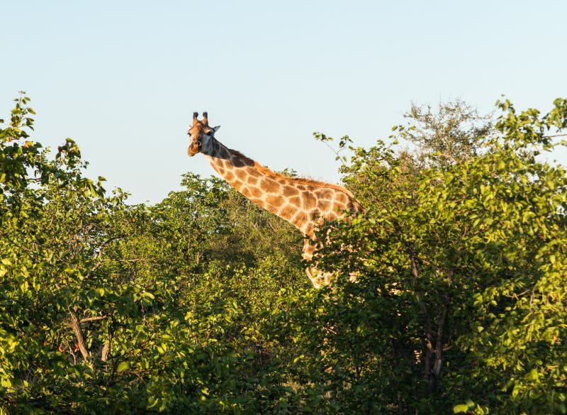 Tall African Giraffe Looking Down at Camera Stock Image - Image of ...