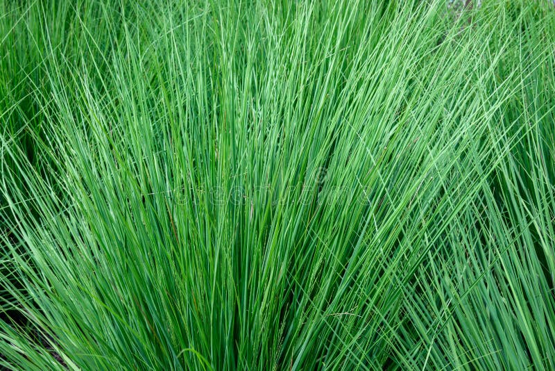 Tall Airy Ornamental Grass As Pattern and Texture in Nature Stock Image ...