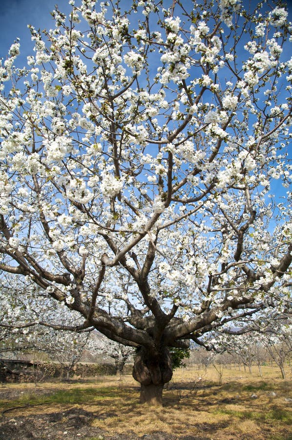 Big almond tree stock photo. Image of spring, forest - 10684270