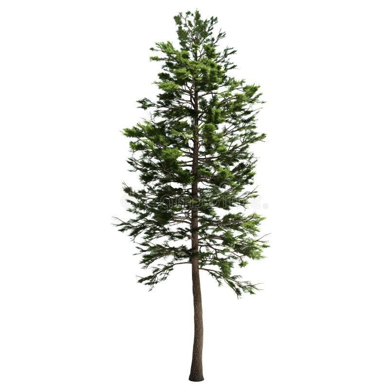 Tall American Pine Tree Isolated Stock Illustration - Illustration of ...