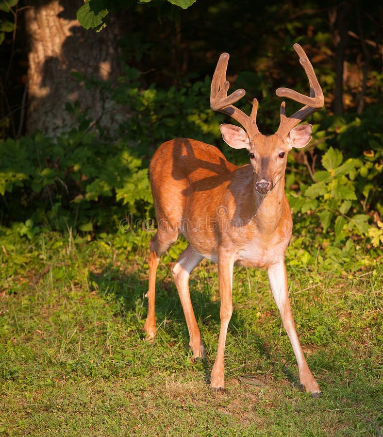 Tall antlers stock photo. Image of whitetail, wildlife - 48351962