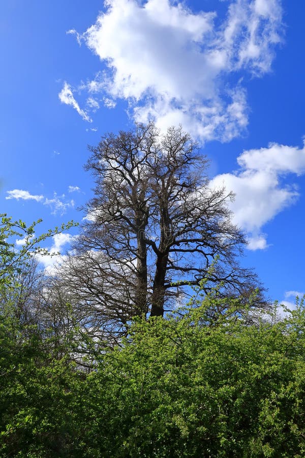 A Tall Ash Tree with Bare Branches Under a Blue Cloudy Sky Stock Photo ...